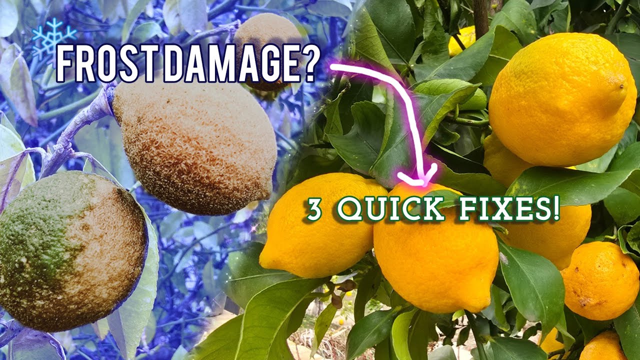 Frost Damaged Citrus Trees? Try These Simple Fixes! - YouTube