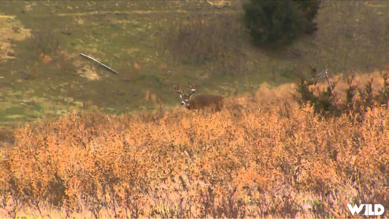 Primos The Truth About Hunting - Mississippi Delta Deer - YouTube