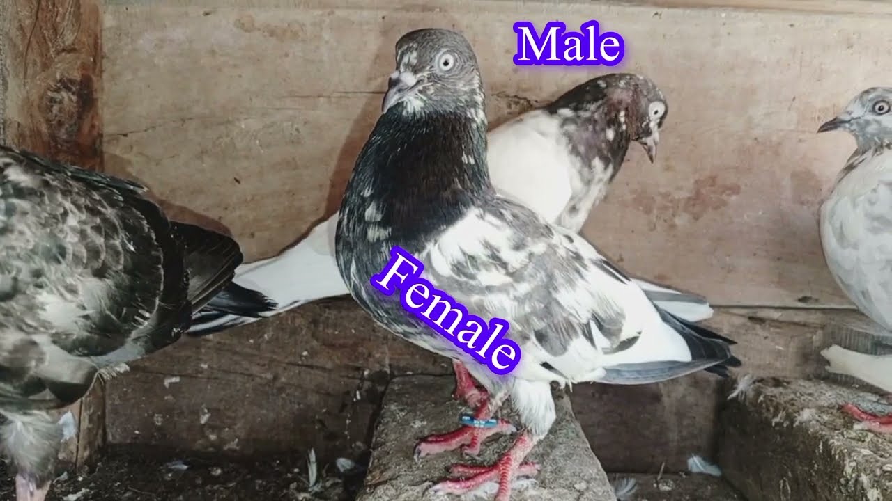 My goal 500 cross results | hybrid pigeon - YouTube