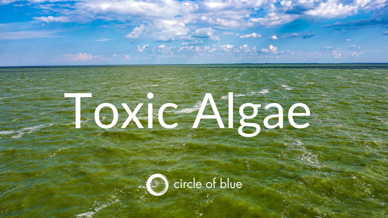 Danger Looms Where Toxic Algae Blooms - YouTube