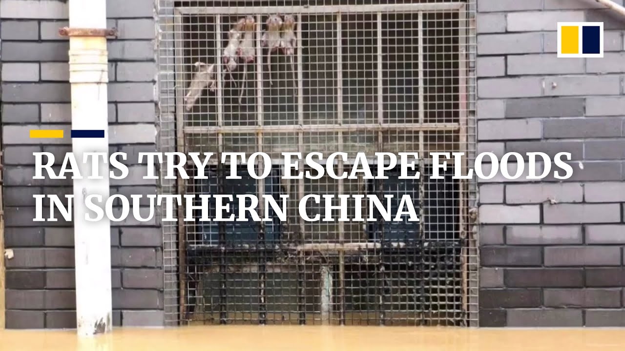 Rats try to escape floods in Guangxi, China - YouTube