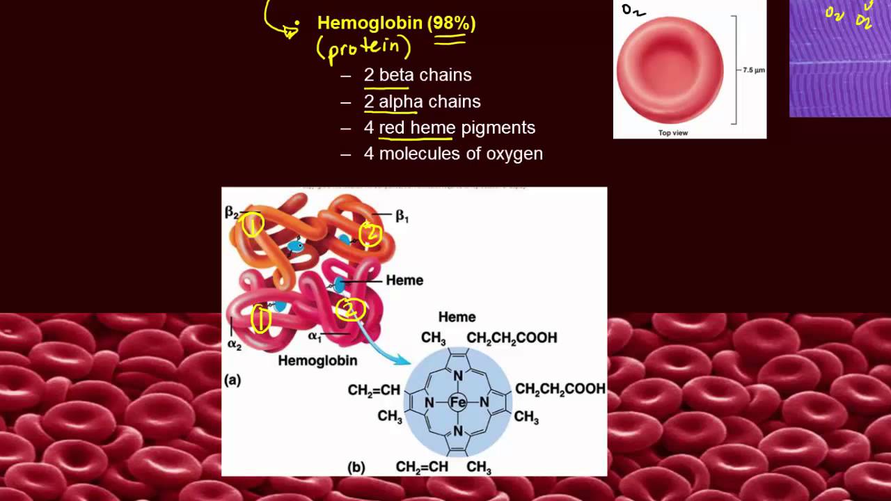 Formed Element Introduction and RBCs (video 2) - YouTube