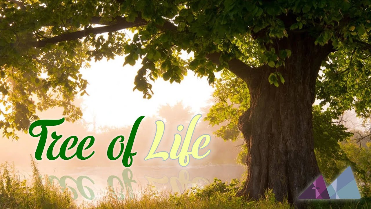 How Should the Tree of Life Change How We Live? - Brayden Marsh - YouTube