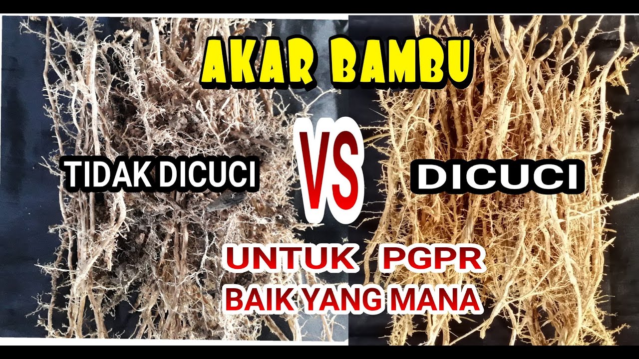 CARA YANG TEPAT MENGOLAH AKAR BAMBU MENJADI PGPR - YouTube