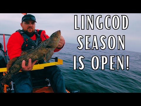 Kayak Fishing: Lingcod Is Officially Open On Vancouver Island! - YouTube