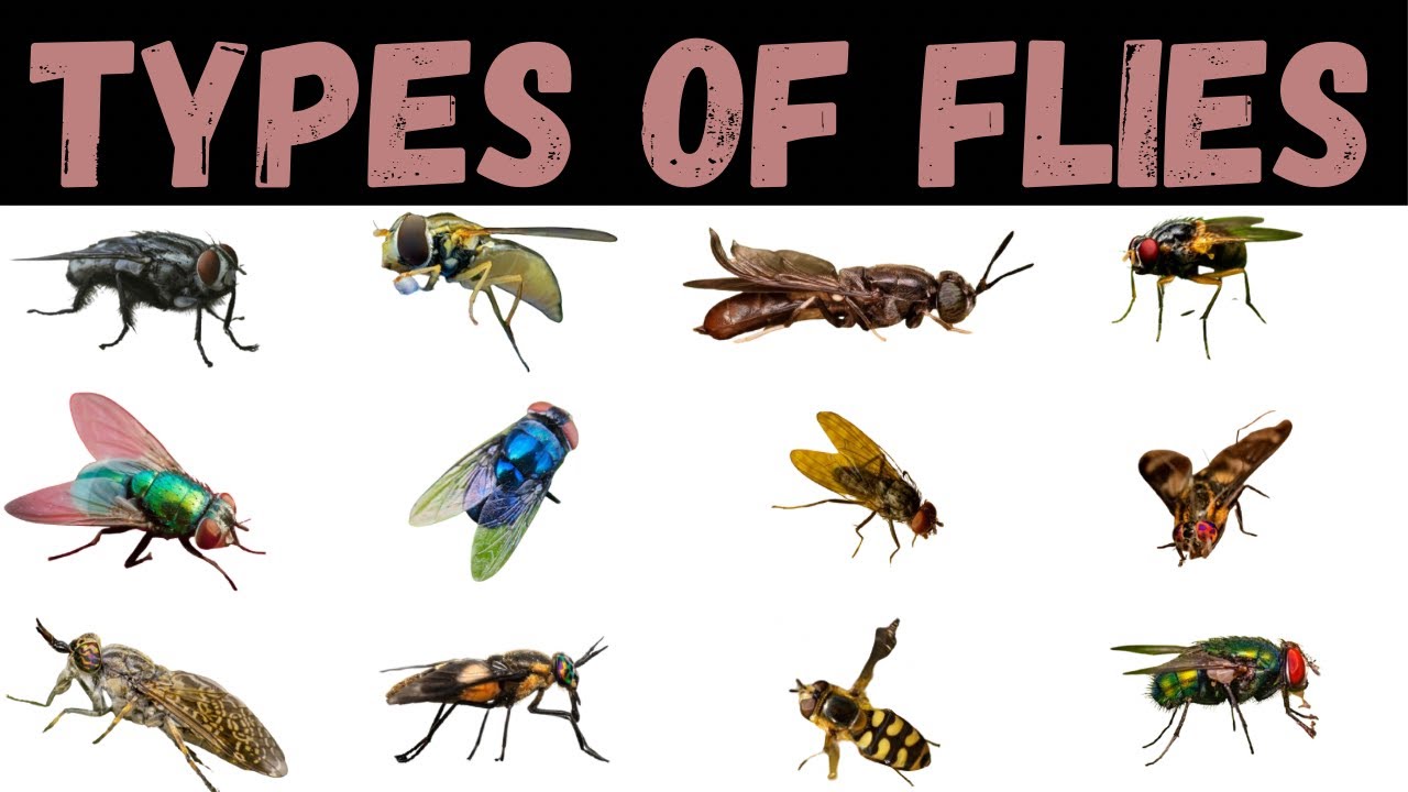 Types Of Flies | Flies | Flies For Kids #flies #insects - YouTube