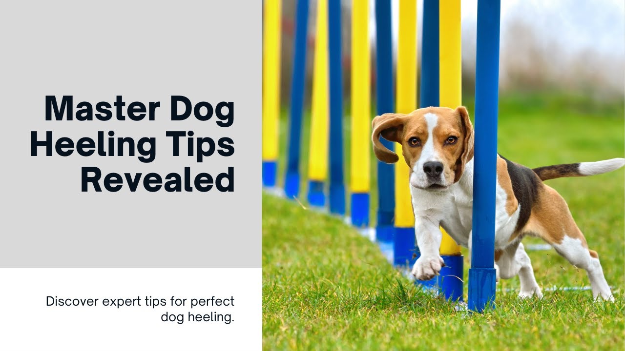 Mastering Dog Heeling | Top Tips Revealed - YouTube