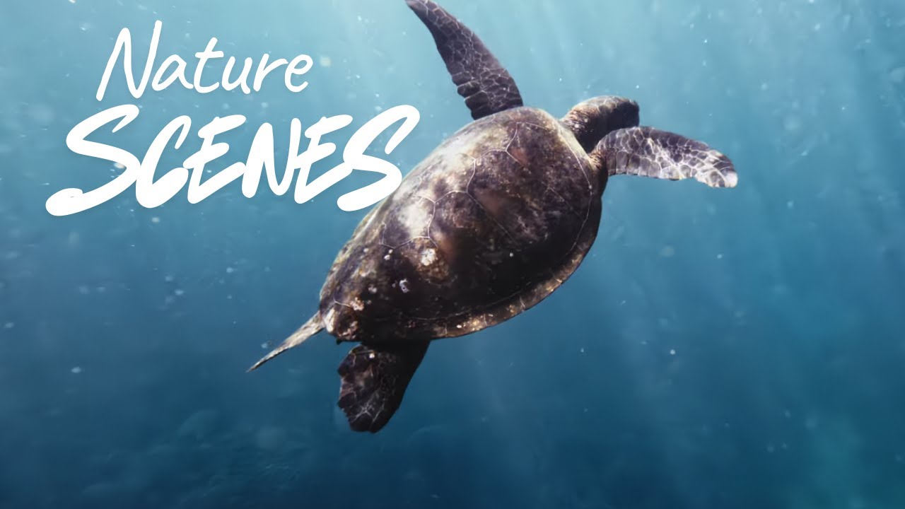 4K Cinematic Nature Scenes | Cinematic Visual Experience - YouTube