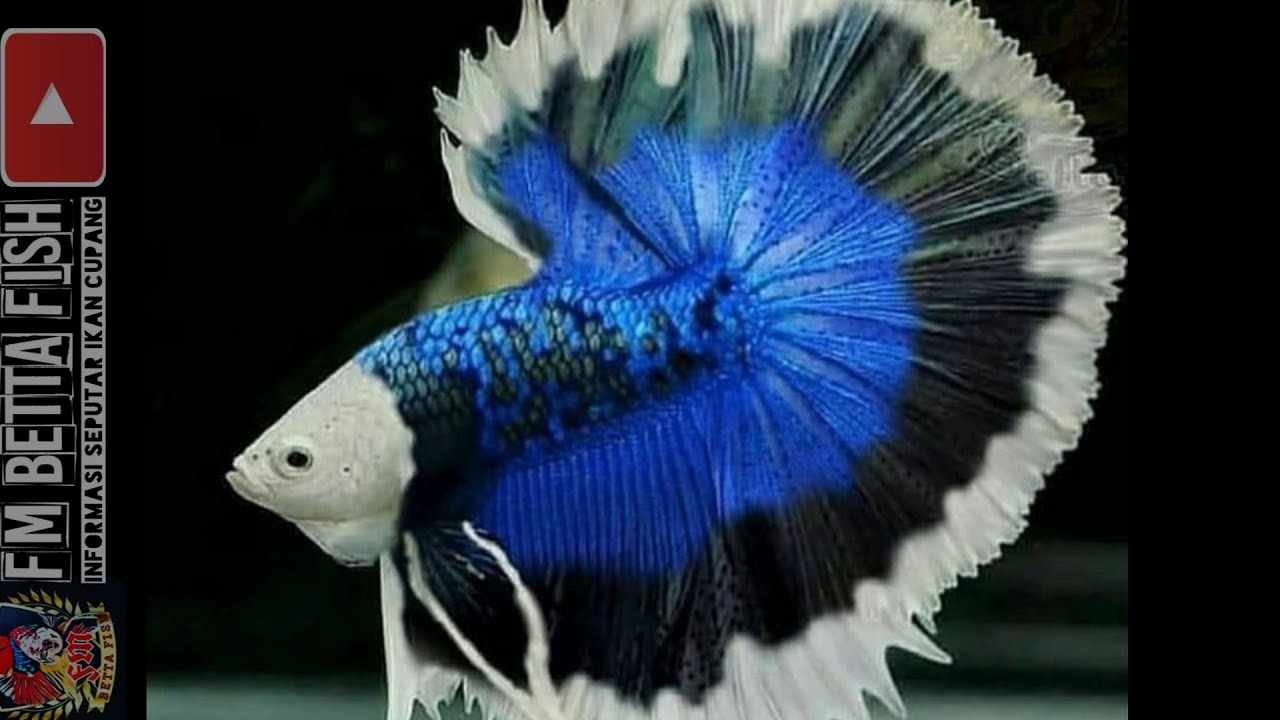 the prettiest betta fish photographer | foto foto photograper ikan ...