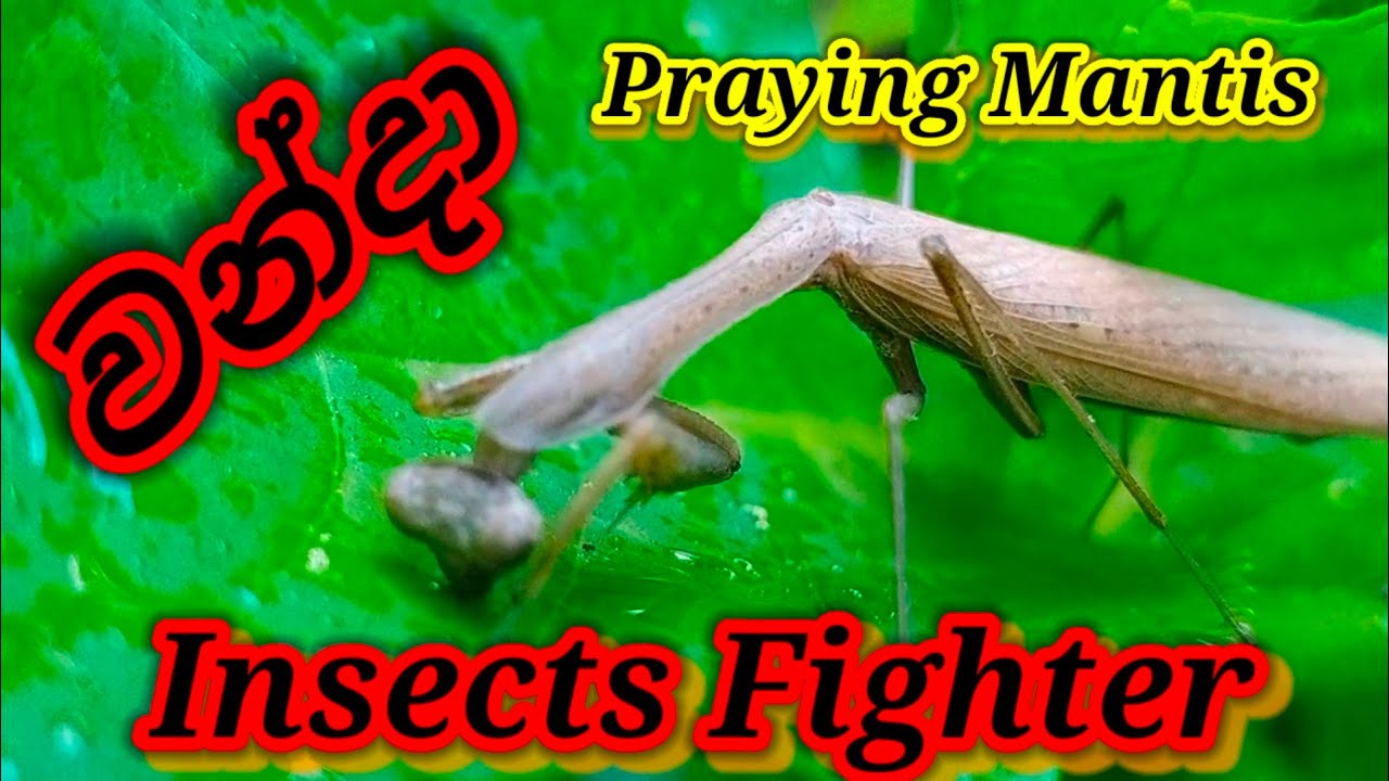 Praying Mantis | වන්දා | කෘමි ලොවේ සටන්කරුවා | Fighter of the insect ...