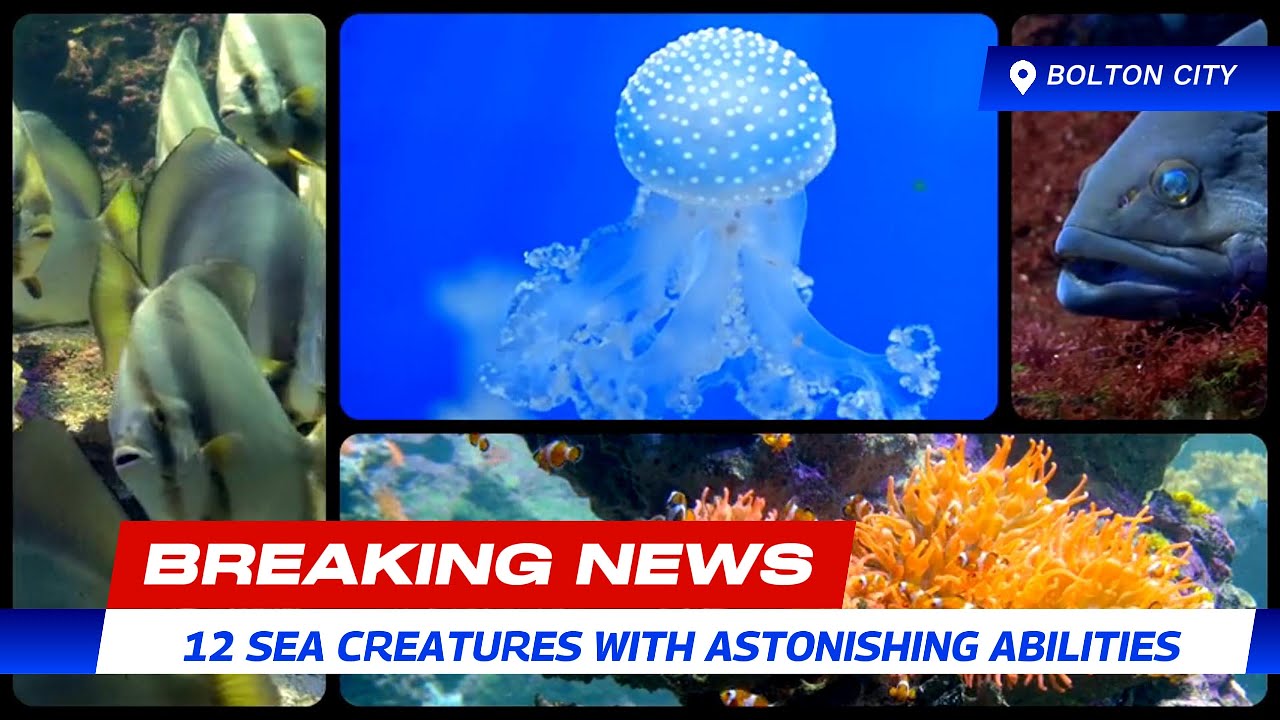 12 Sea Creatures with Astonishing Abilities - YouTube
