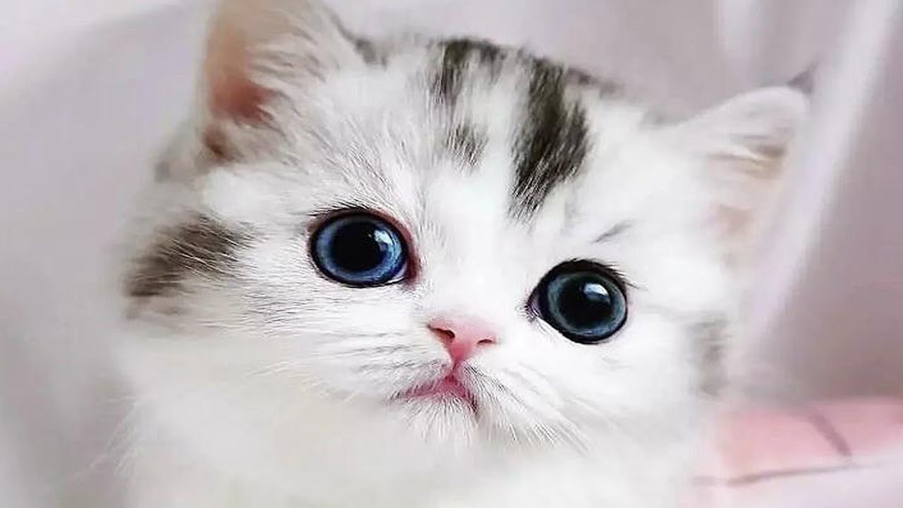 Funniest and adorable baby cats - - Cute and Funny Cat Videos ...