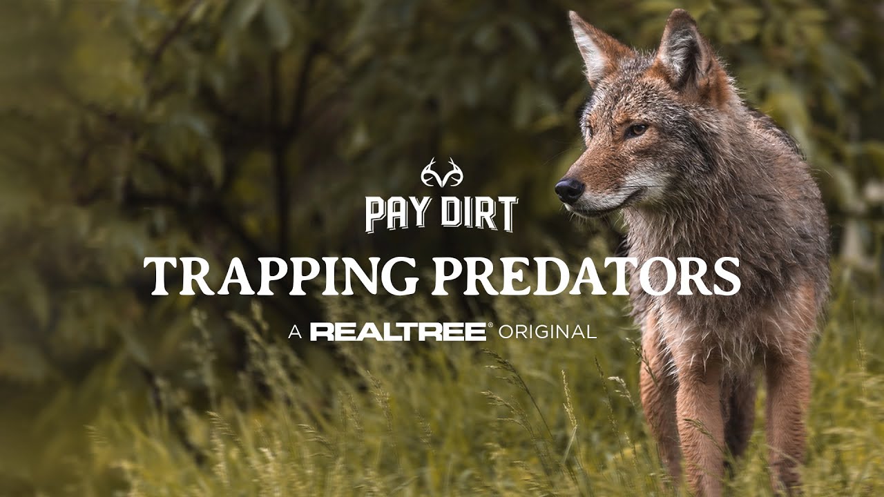 The Best Coyote Trapping Advice for Rookies | Predator Trapping 101 ...