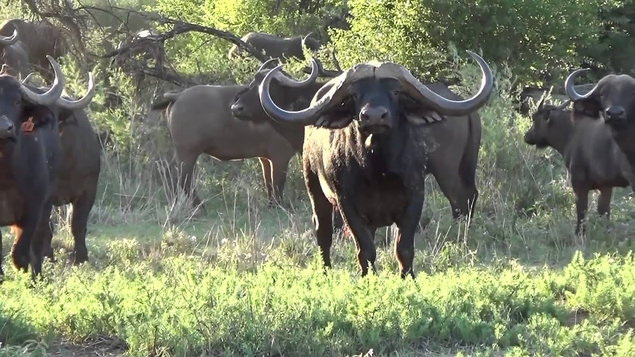 Die WILDVEILING: Seisoen 1, Piet du Toit Wildbedryf, 2016 Extended ...