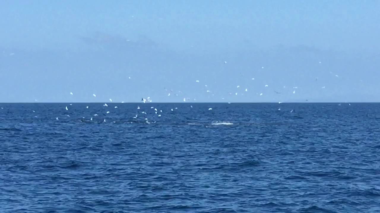 Boiling Bluefin Tuna Dana Point - YouTube