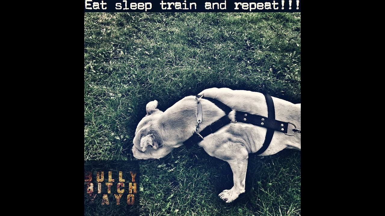 Fastest Weight Pulling Pit Bull Ever - YouTube