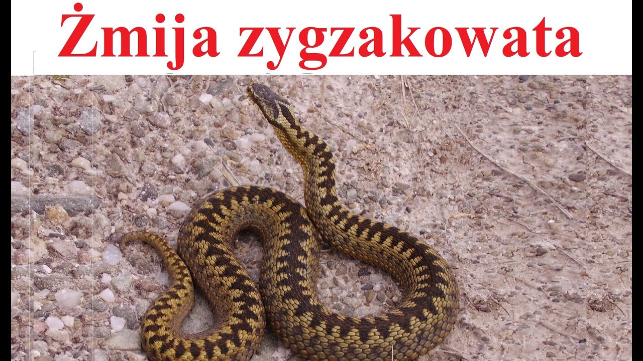 Żmija zygzakowata - jedyny jadowity wąż w Polsce - YouTube