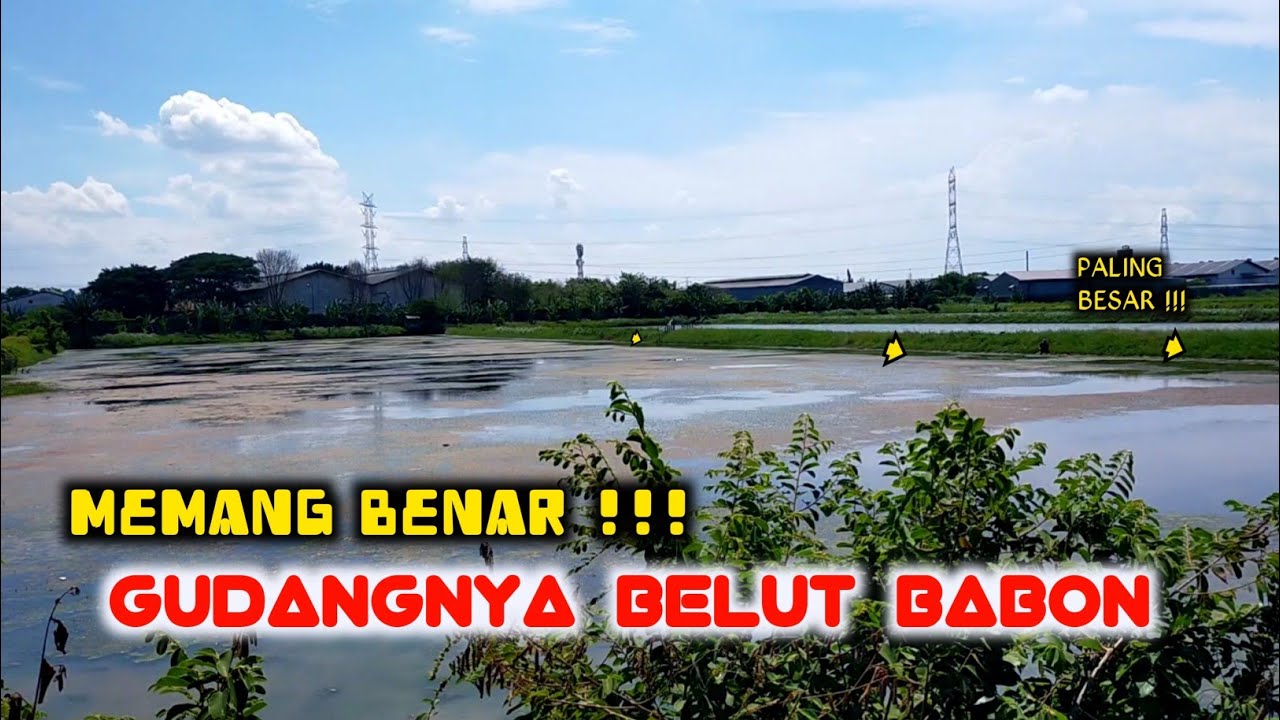 INI BUKTINYA !!! KALAU TEMPAT INI MEMANG GUDANGNYA BELUT BESAR - YouTube