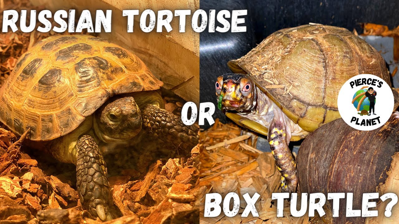 Box Turtle Or Russian Tortoise? Which One Makes The Best Pet? - YouTube