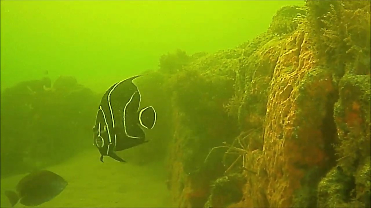 FUN DIVE AT OCEAN INLET PARK BOYNTON BEACH FL MUDPIT - YouTube
