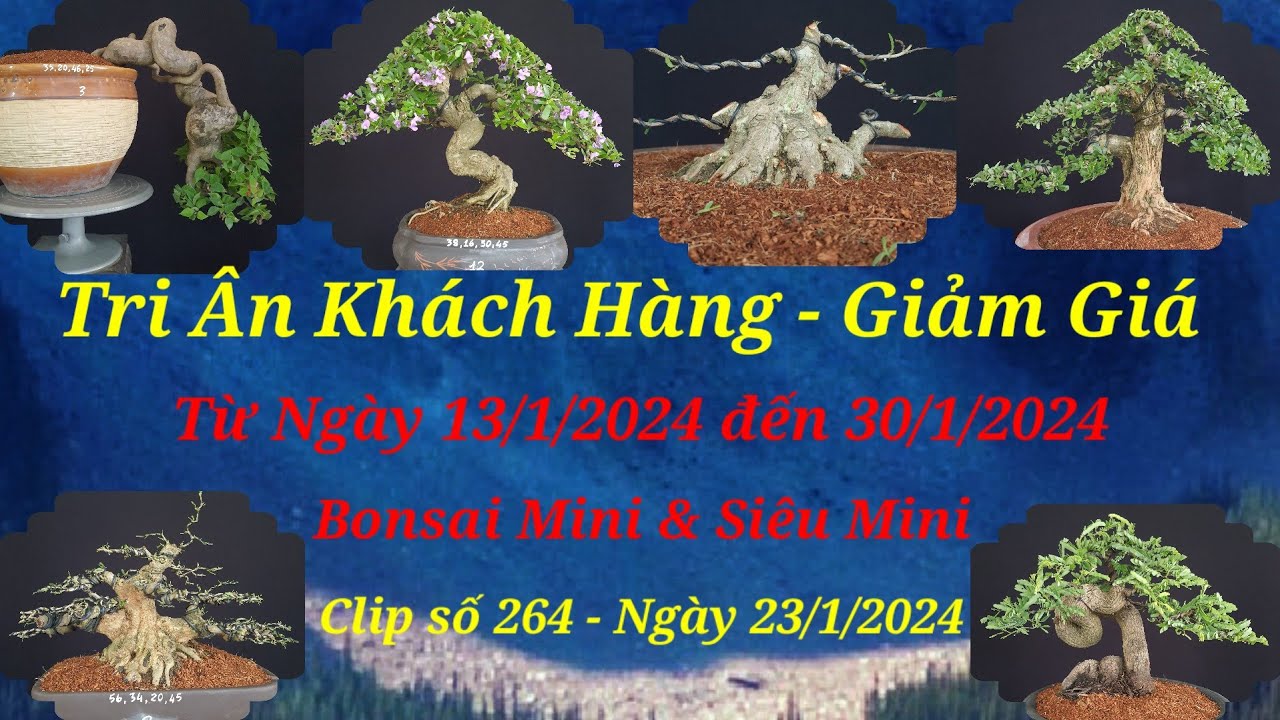 Clip số 264, Ngày 23/1/2024 Giao lưu lô Cần Thăng, Hoa Giấy, Linh Sam ...