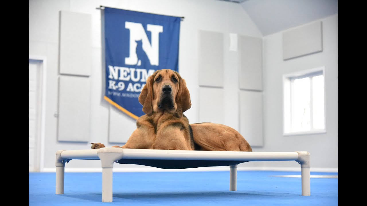 Hank (Bloodhound) Boot Camp Dog Training Video Demonstration - YouTube