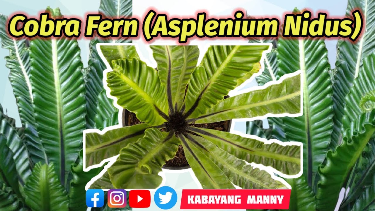 Cobra fern (Asplenium Nidus) - YouTube