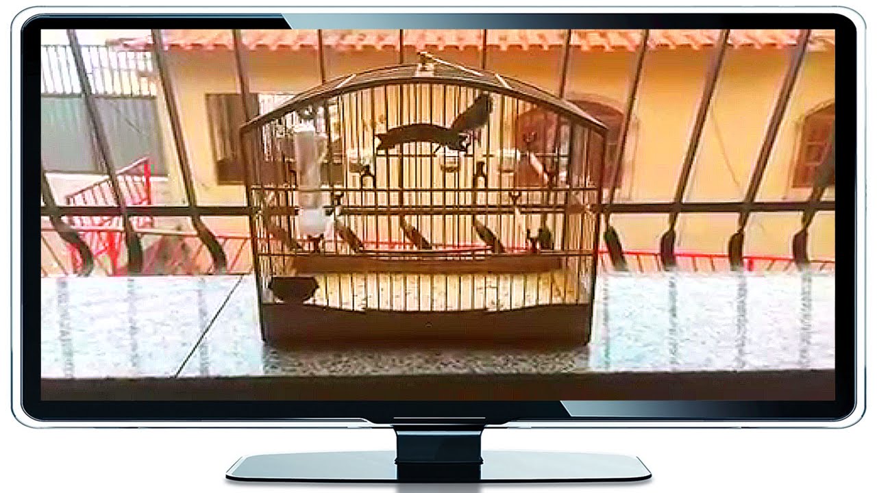 Coleiro Macaco Trem Bala - Cantoria #PássaroseCantosOficial - YouTube