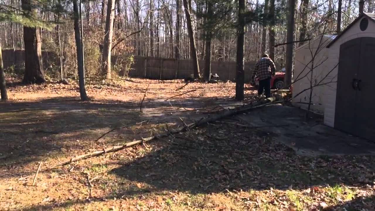 How to take down a tree with your bare hands - YouTube