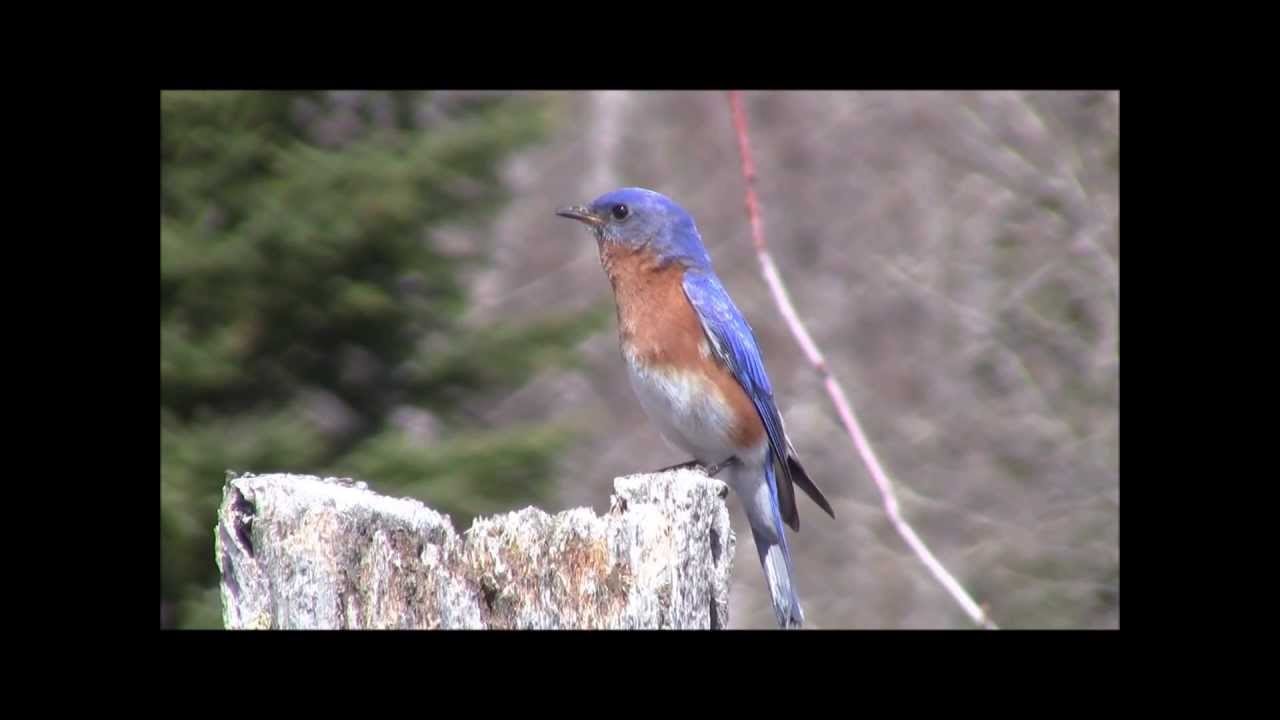 Merle bleu de l'est - YouTube