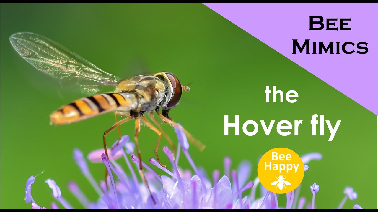 Bee Mimics - Hover fly - YouTube