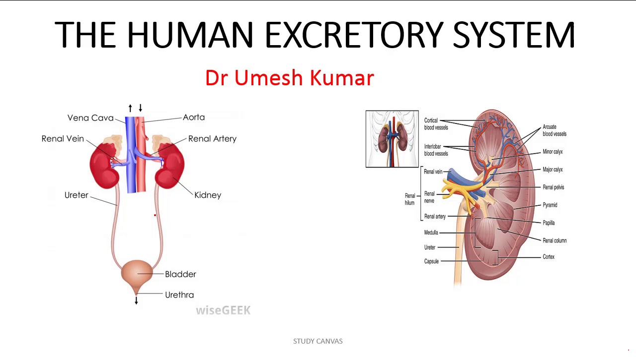 Excretion In Human Beings Youtube
