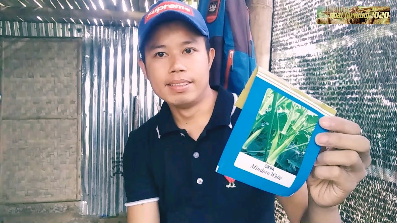 How to Grow Okra Seeds; Paano mag punla buto ng Okra sa madaling paraan ...