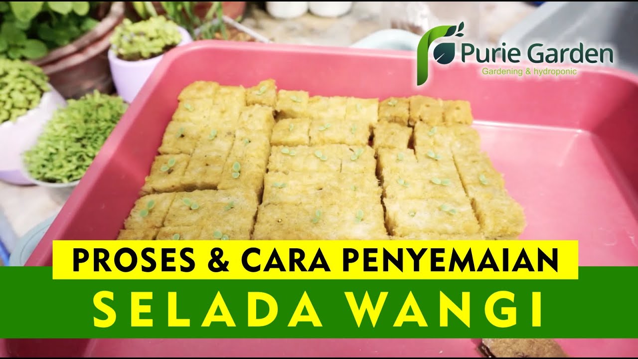 Cara Semai Selada Wangi (Siomak) di Rockwool | Lettuce Seedlings - YouTube