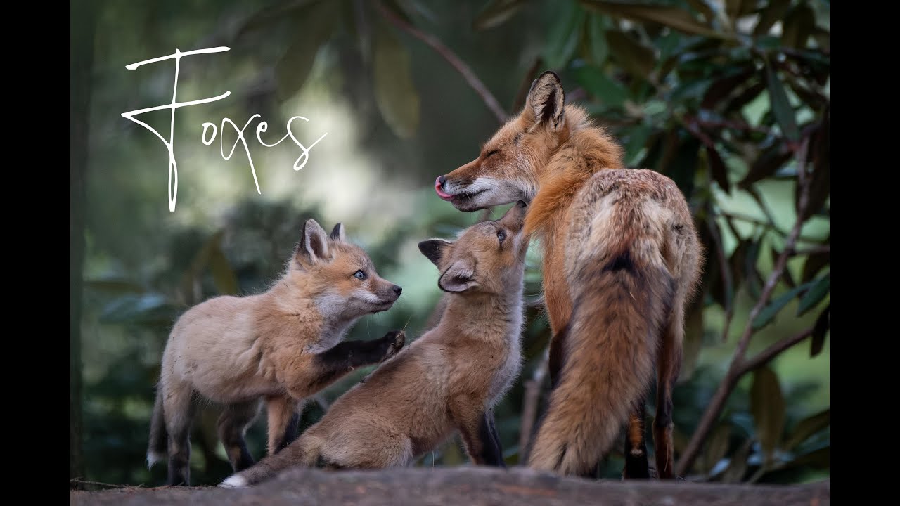 Watch this Incredible Moment as a Fox Mom Feeds Her Cubs! - YouTube