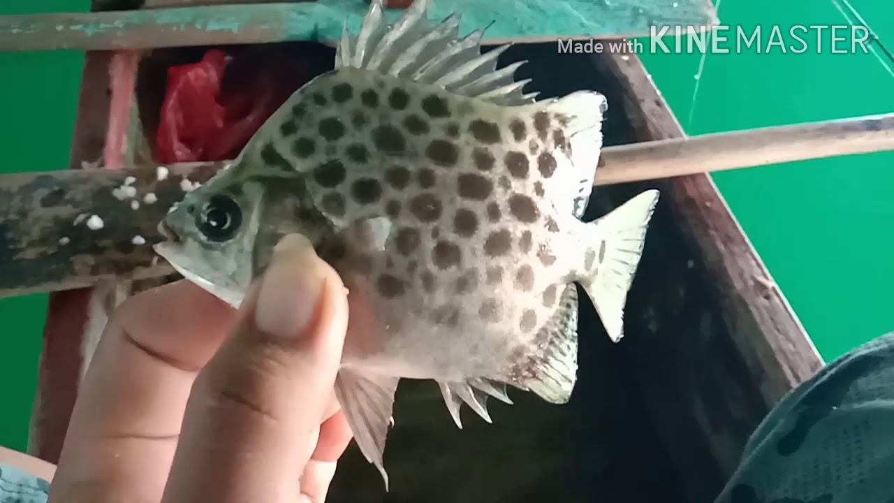 Mancing ikan kiper di dermaga - YouTube