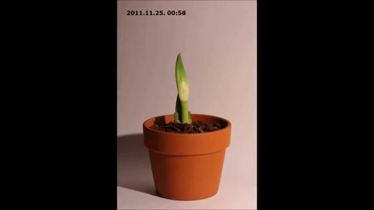 Plant growing time-lapse - YouTube