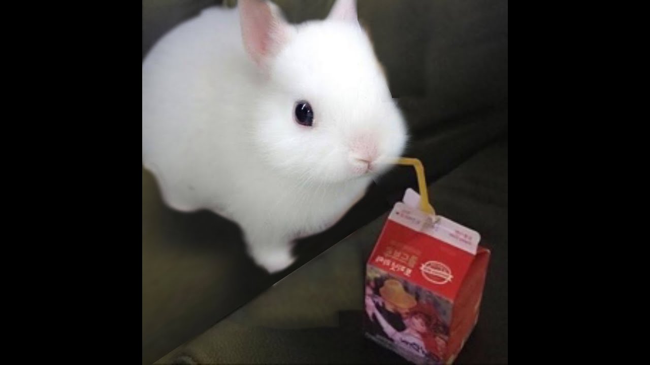 bunny collab - YouTube