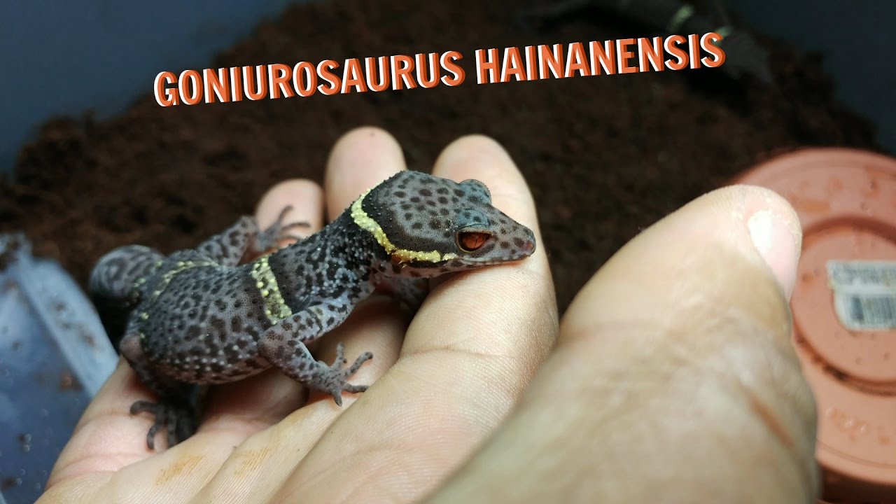 Some Awesome Geckos! - YouTube