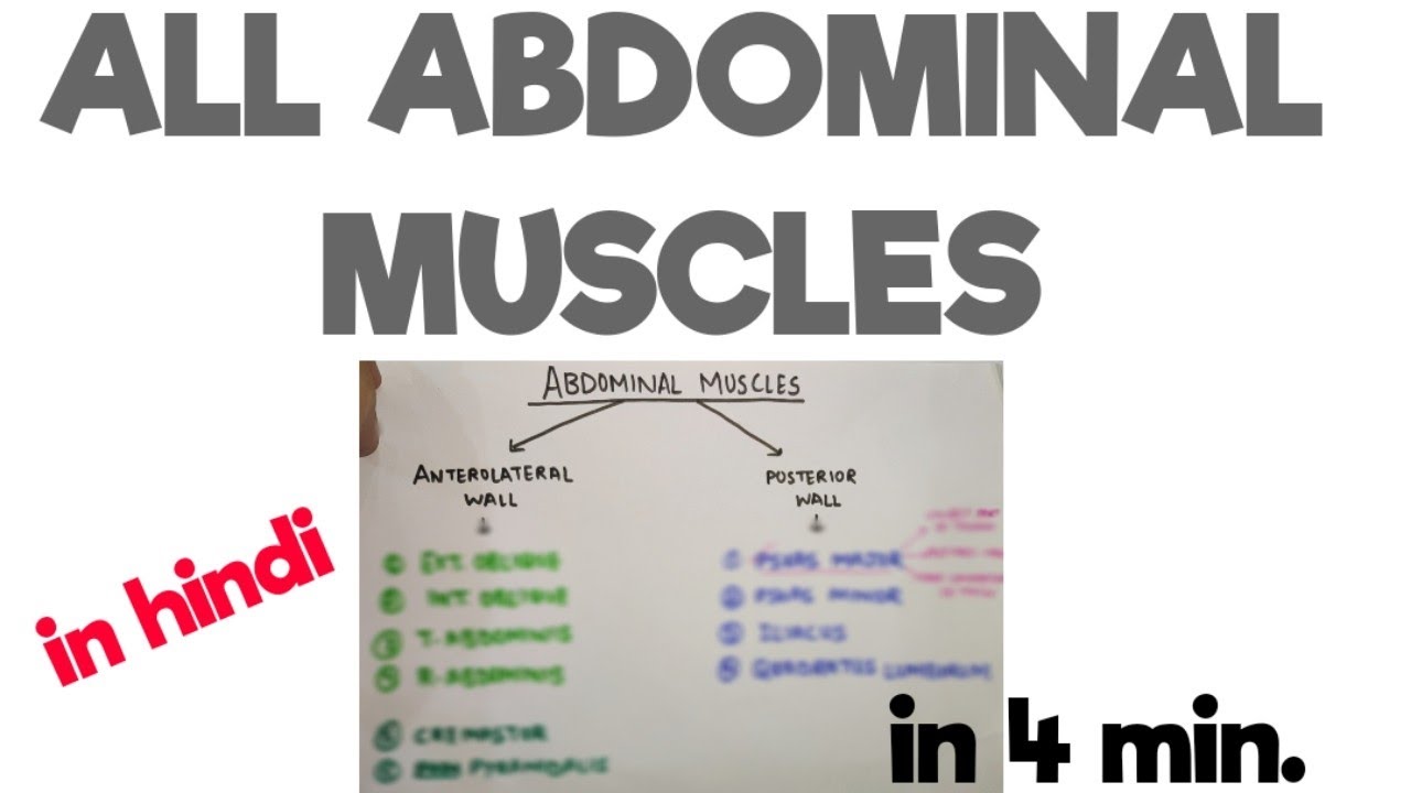 All Abdominal Muscles | Abdominal Muscles | Abdomen - YouTube