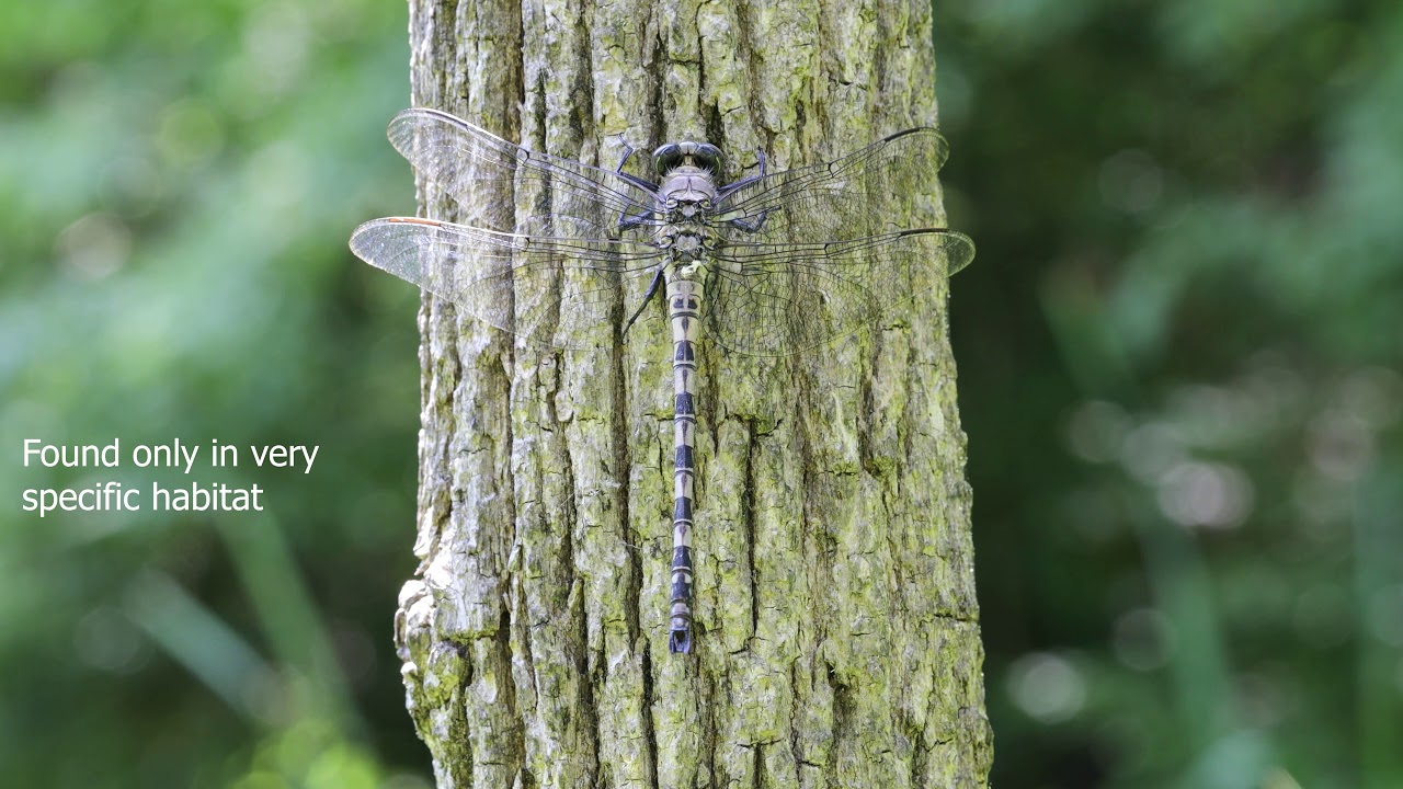 Gray Petaltail dragonfly - YouTube