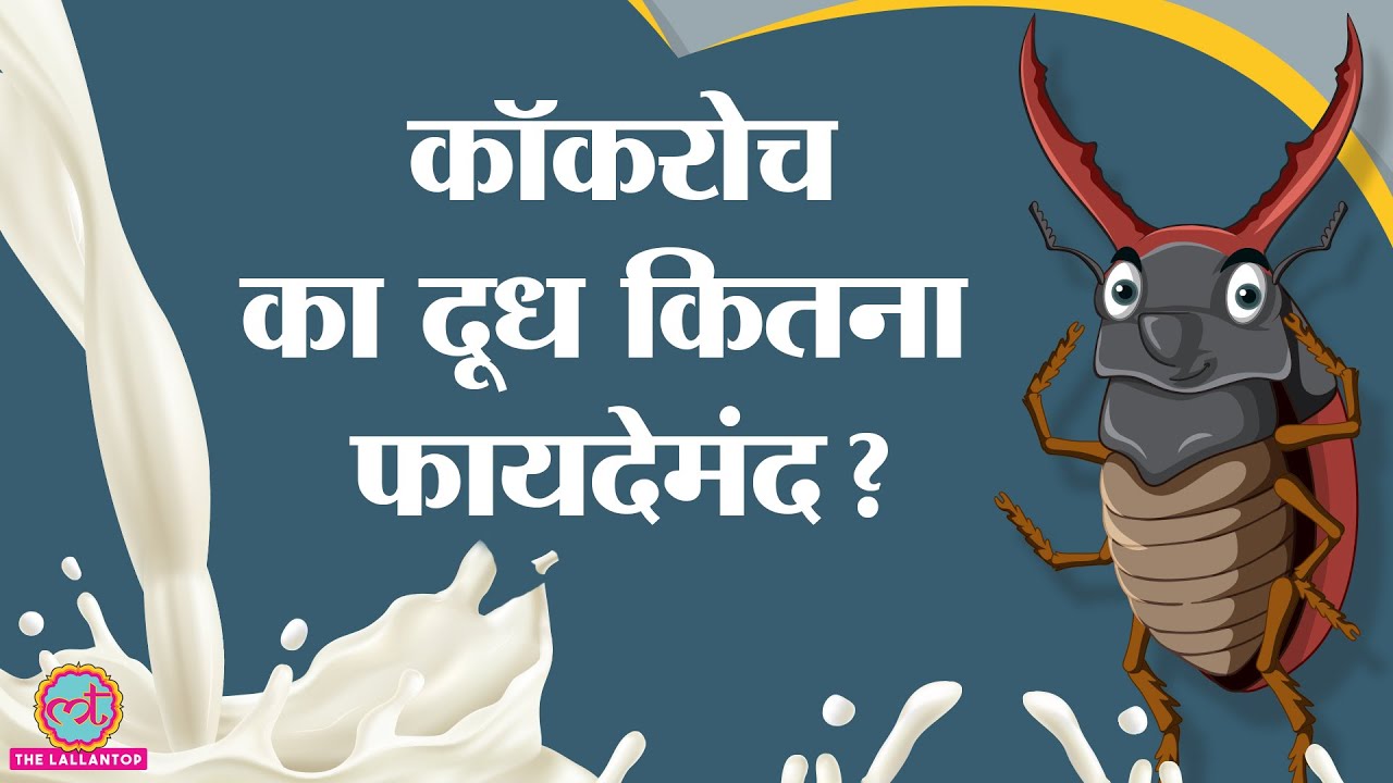 Cockroach Milk के क्या-क्या फायदे हैं, सब पता चल गया - YouTube