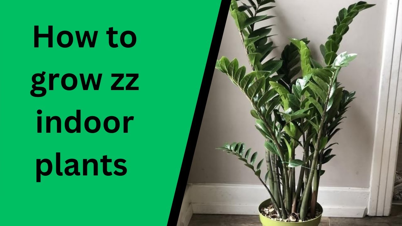 HOW to grow ZZ indoor plants. - YouTube