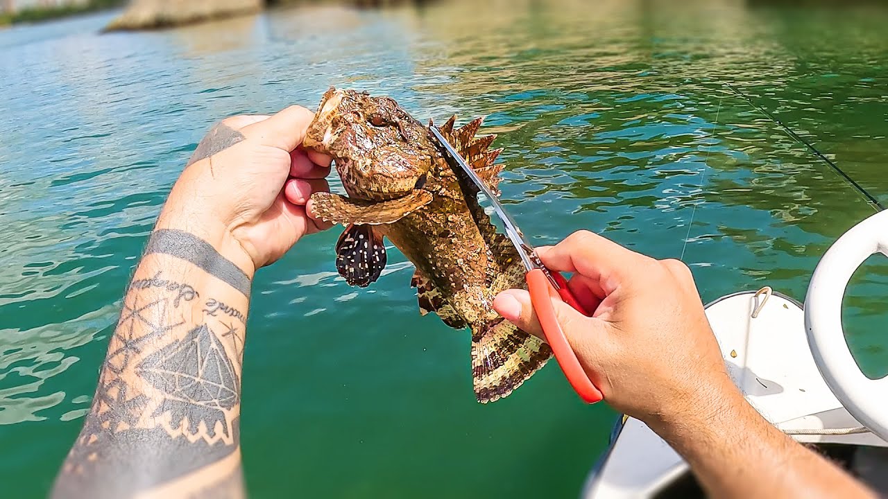 Pescamos e Comemos o mais VENEN0S0 DO MUNDO - Pesca de Pedalinho - YouTube