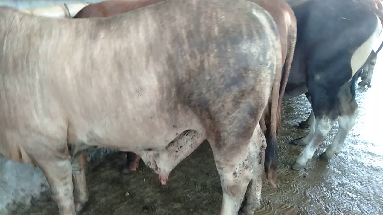Sapi Bull, Bx Brahman Cross - YouTube
