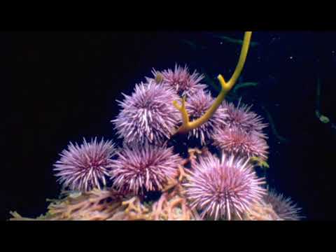 Echinoderms - Urchin Time-lapse, Eating Kelp - YouTube