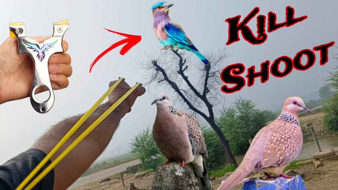 Birds hunting with slingshot | Slingshot hunting wild birds - YouTube