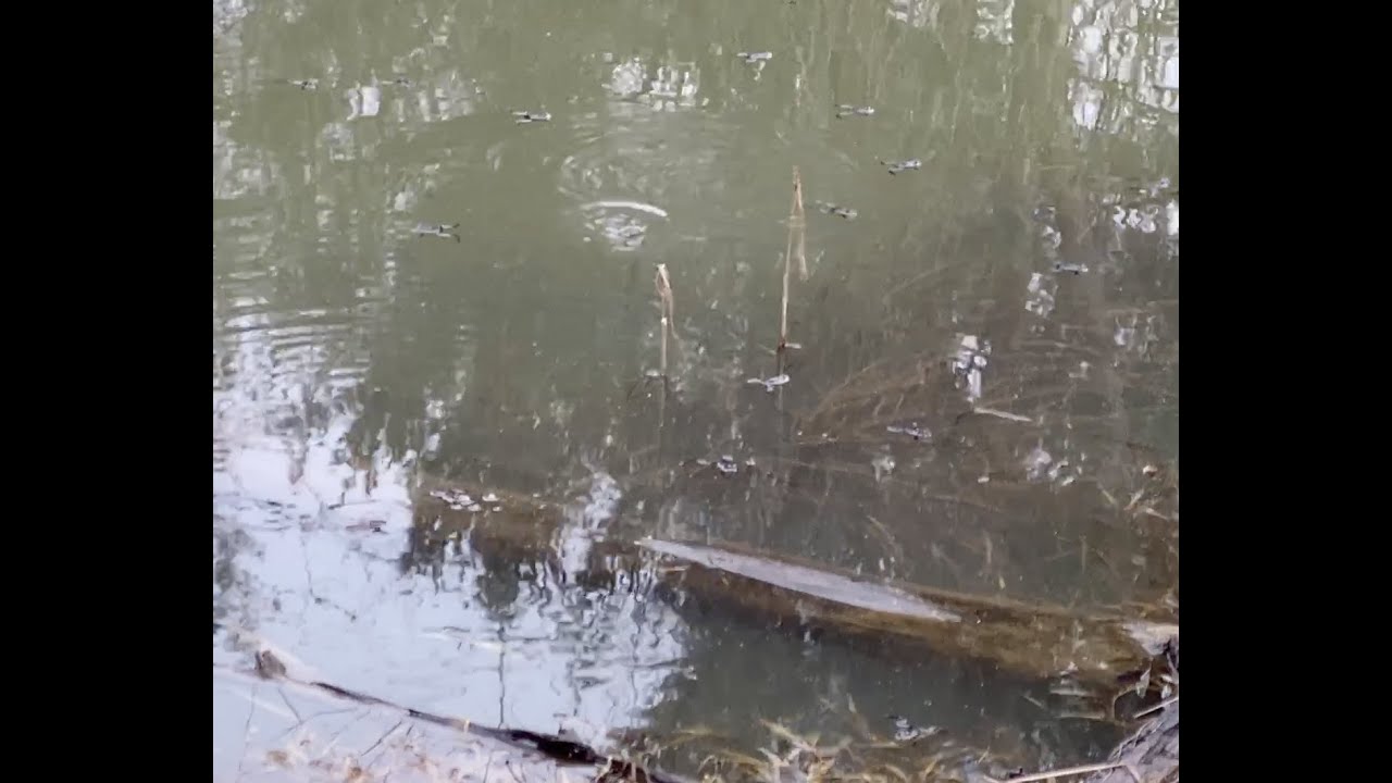 2020 Spring Amphibian Migration - Frogs celebrating!! - YouTube