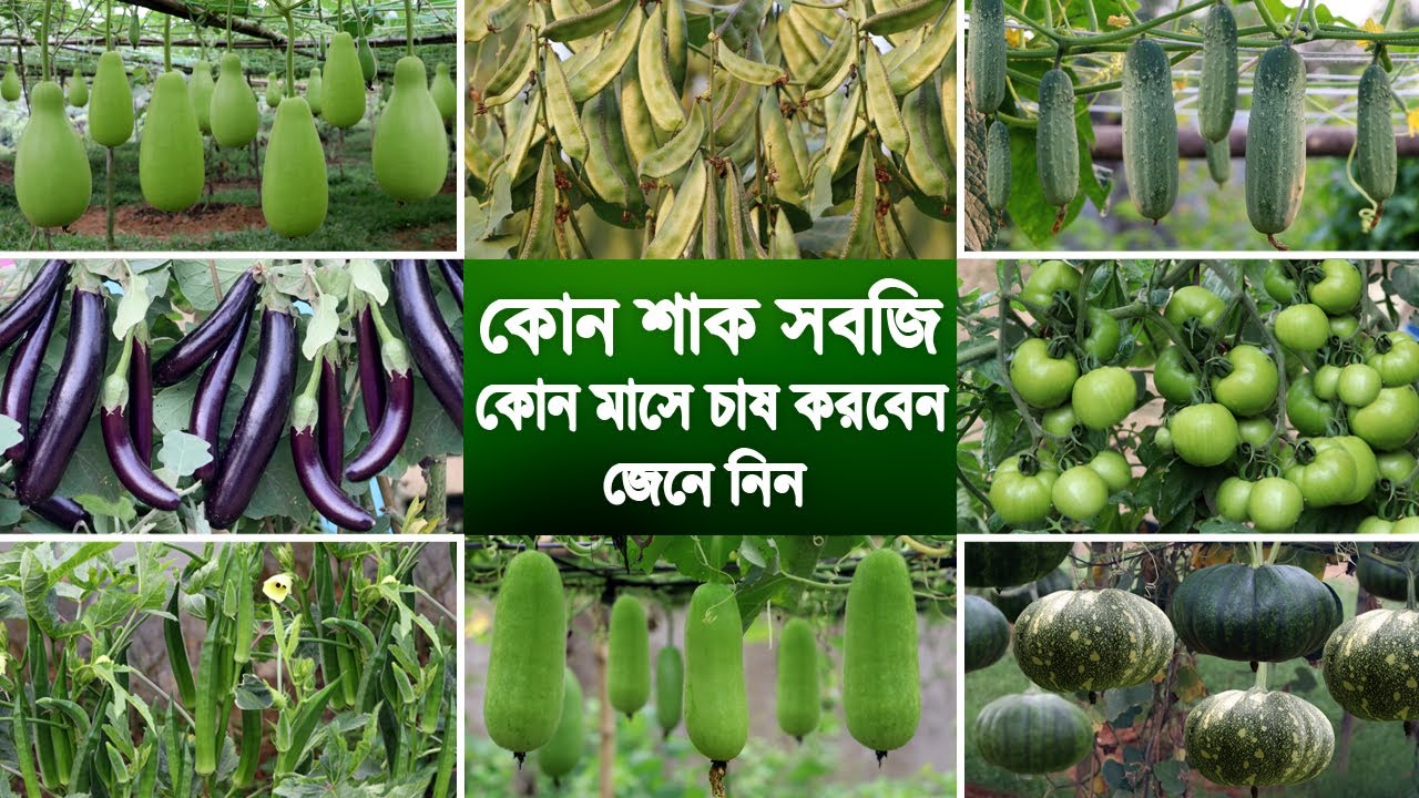 কোন শাক সবজি কোন মাসে চাষ করবেন জেনে নিন | কি কি শাক সবজি ১২ মাস চাষ ...