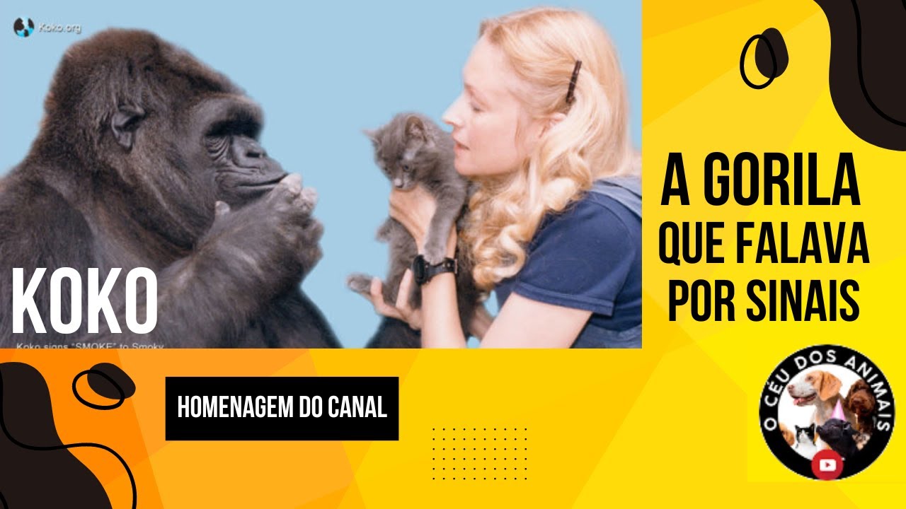 Gorila Koko - A Gorila que falava por linguagem de sinais - Homenagem ...